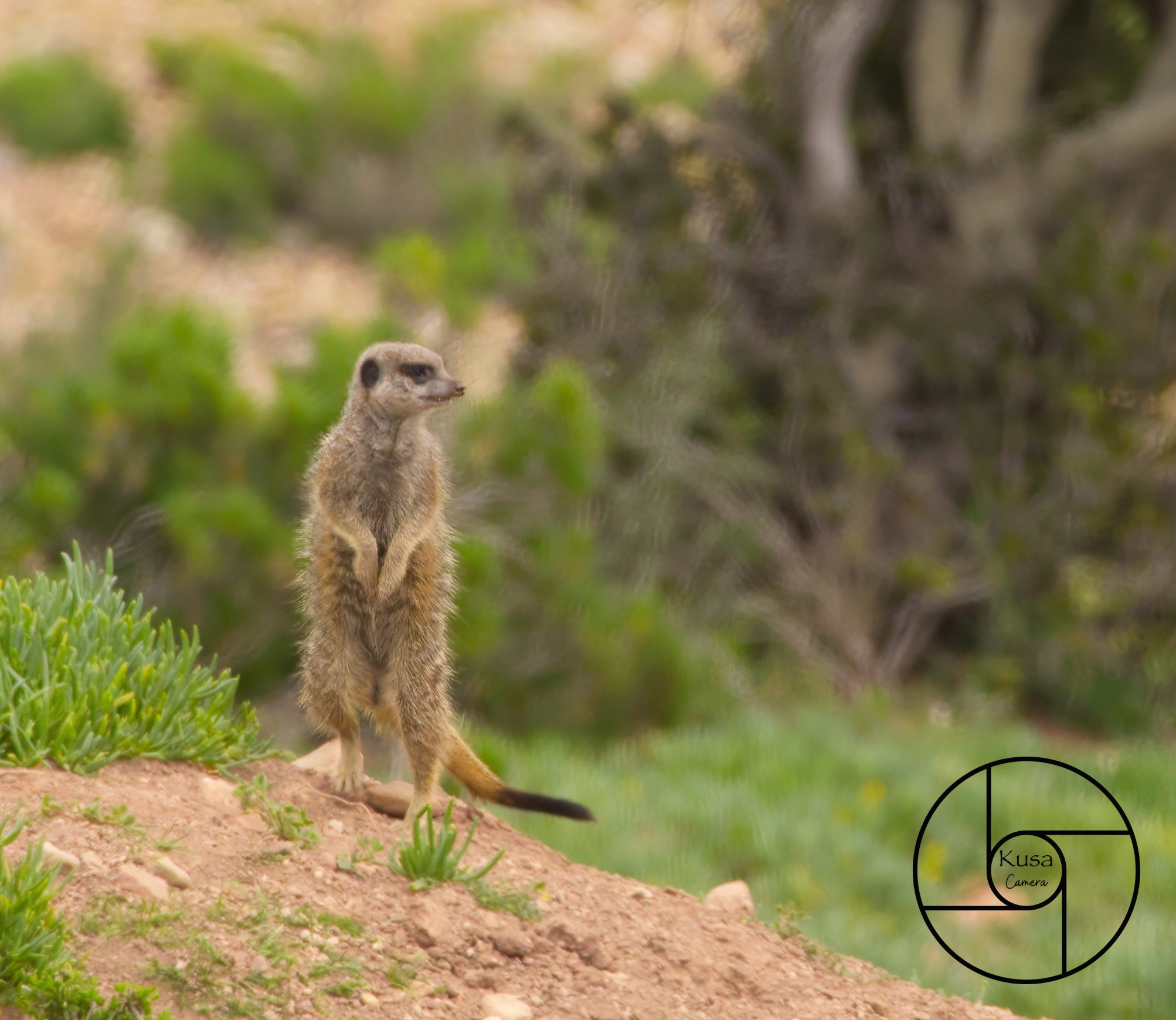 Kusa Camera - Wildlife Photography Services of Kusa Connect