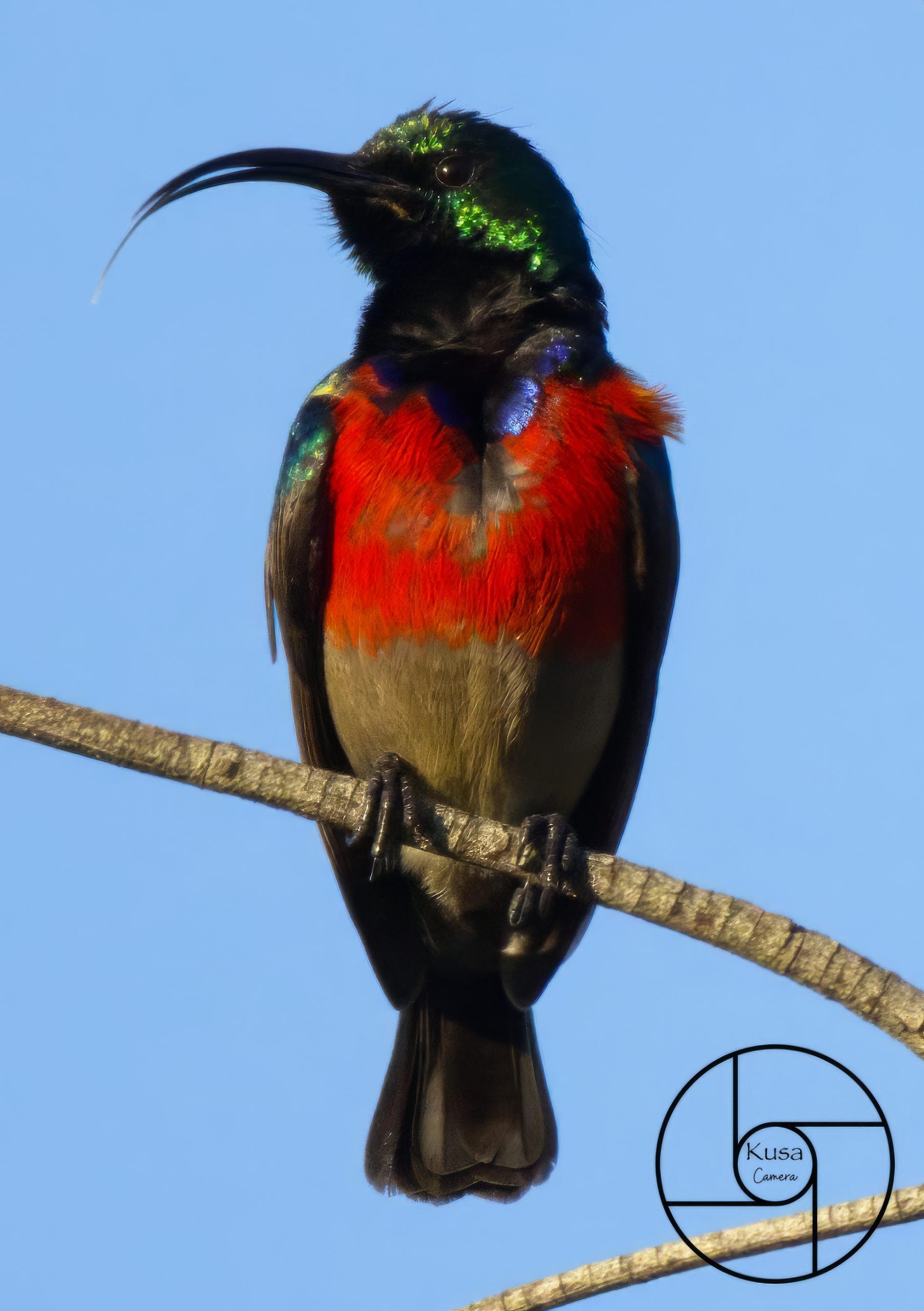 Kusa Camera - Wildlife Photography Services of Kusa Connect