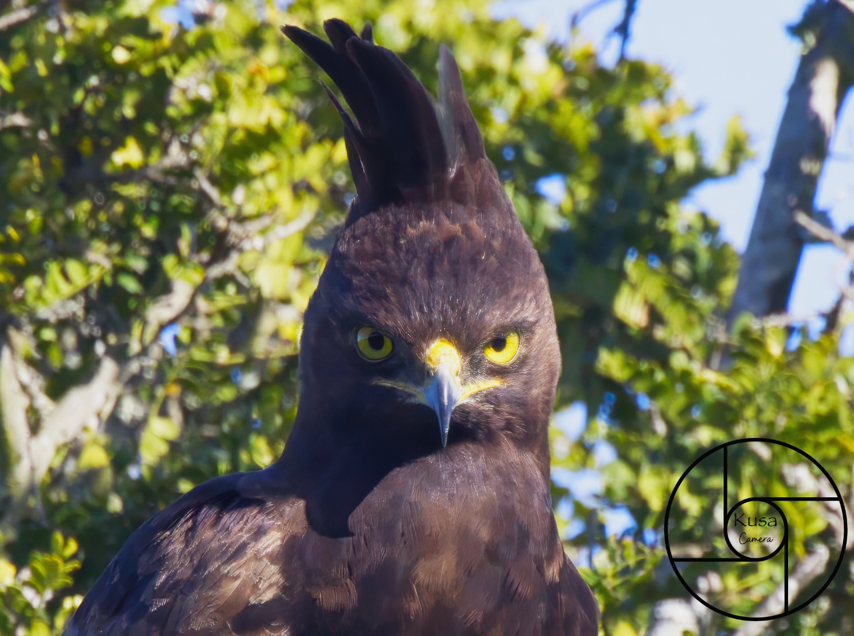 Kusa Camera - Wildlife Photography Services of Kusa Connect